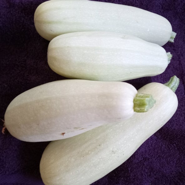 Lebanese Squash